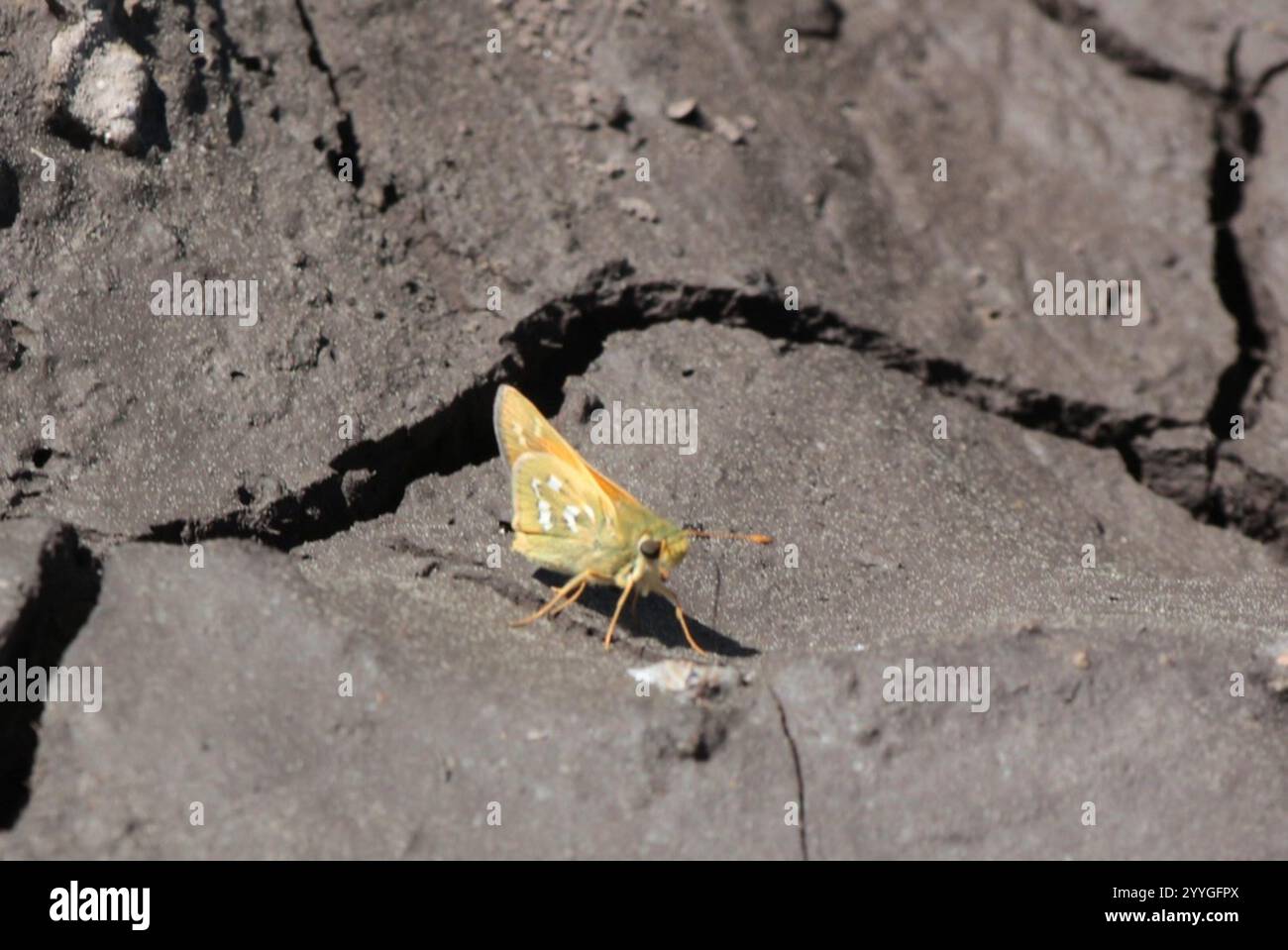 Western Branded Skipper (Hesperia colorado Stock Photo - Alamy