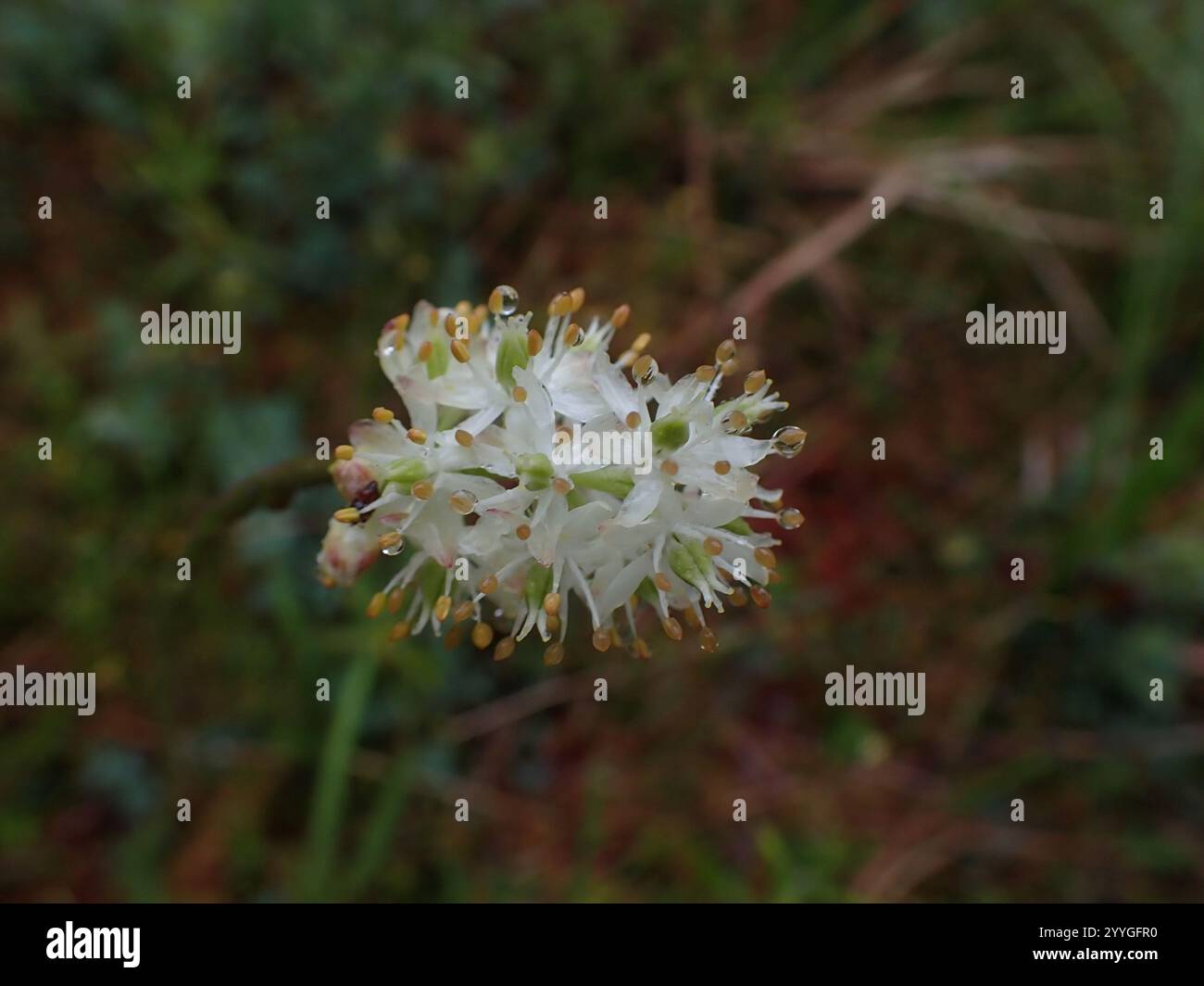 western false asphodel (Triantha occidentalis Stock Photo - Alamy