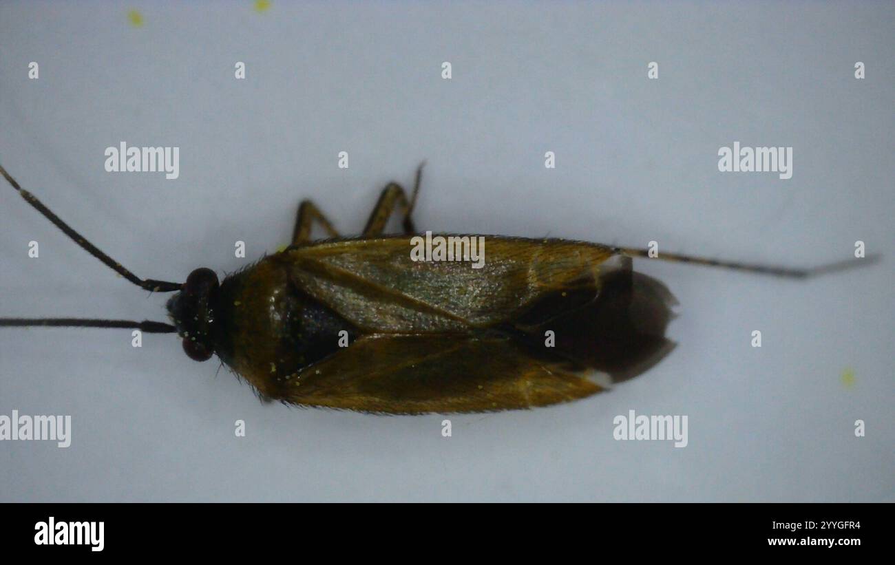 Common Nettle Flower Bug (Plagiognathus arbustorum Stock Photo - Alamy