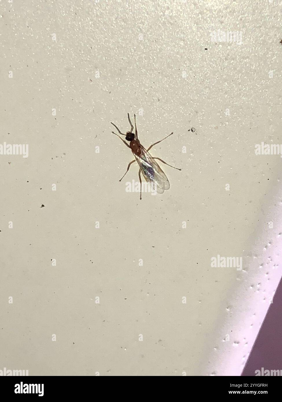 European Gate-keeper Ant (Colobopsis truncata Stock Photo - Alamy