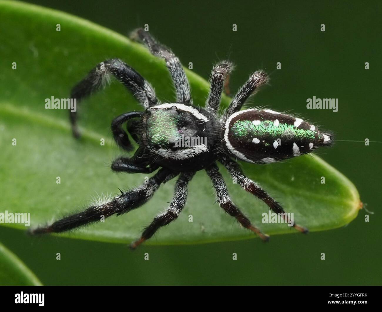 Golden Jumping Spider (Paraphidippus aurantius Stock Photo - Alamy
