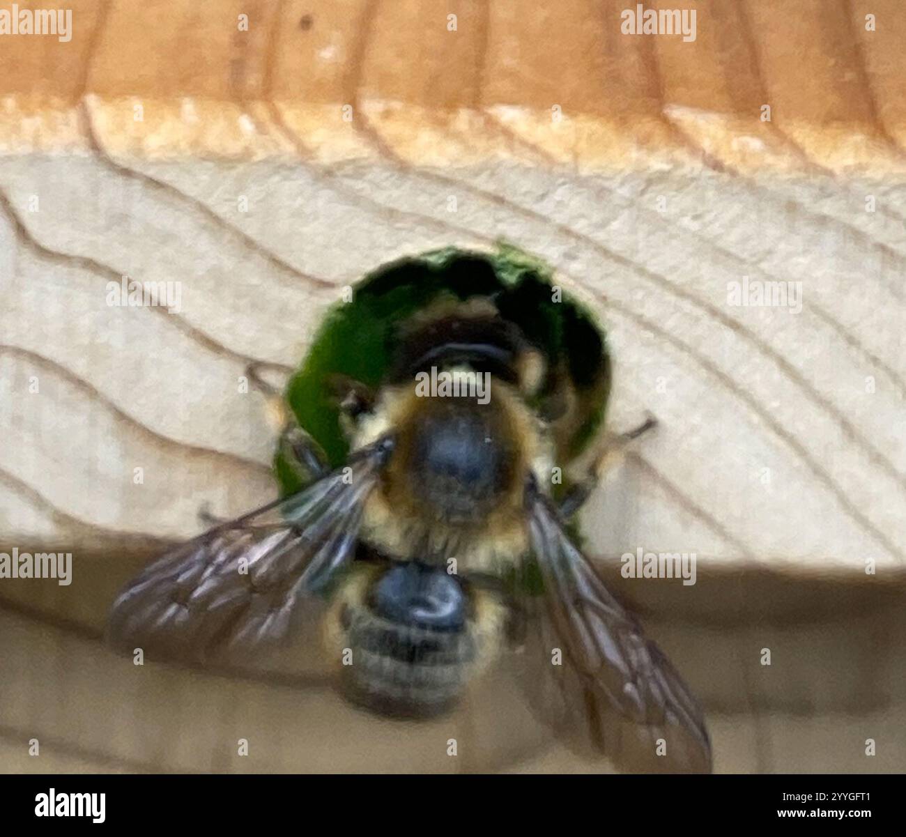 Patchwork Leafcutter Bee (Megachile centuncularis Stock Photo - Alamy