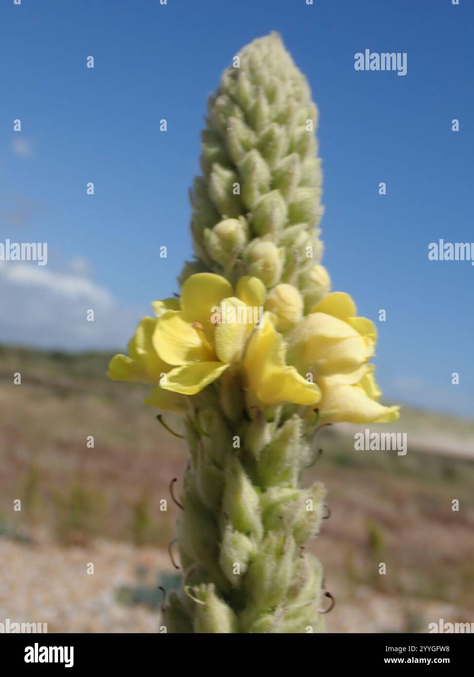 great mullein (Verbascum thapsus Stock Photo - Alamy