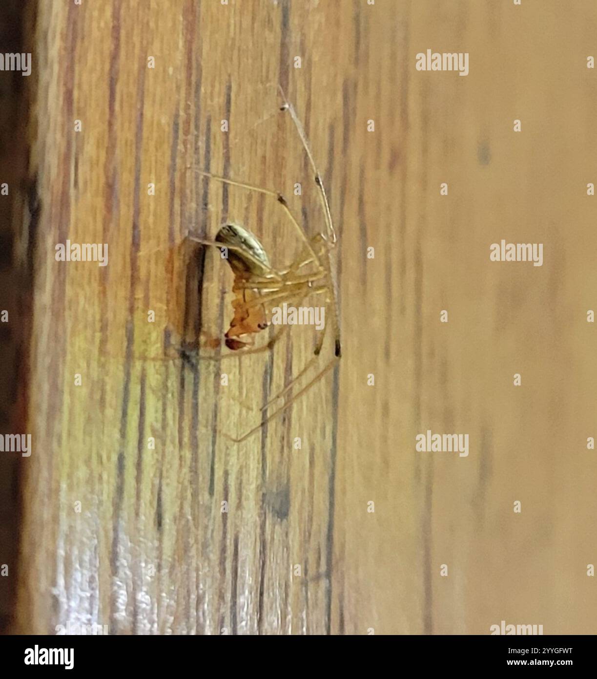 Common candy-striped spider (Enoplognatha ovata Stock Photo - Alamy