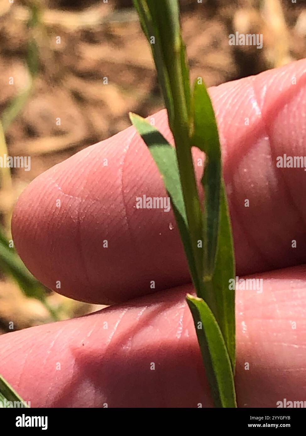 common flax (Linum usitatissimum Stock Photo - Alamy