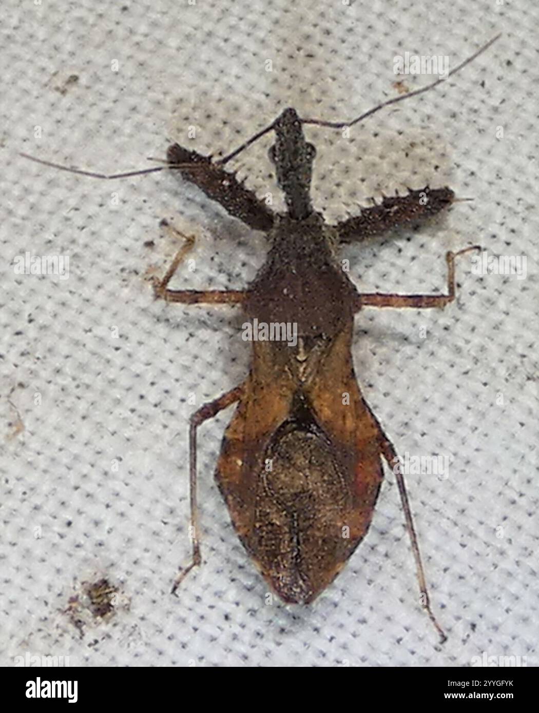 Spiny Assassin Bug (Sinea spinipes Stock Photo - Alamy