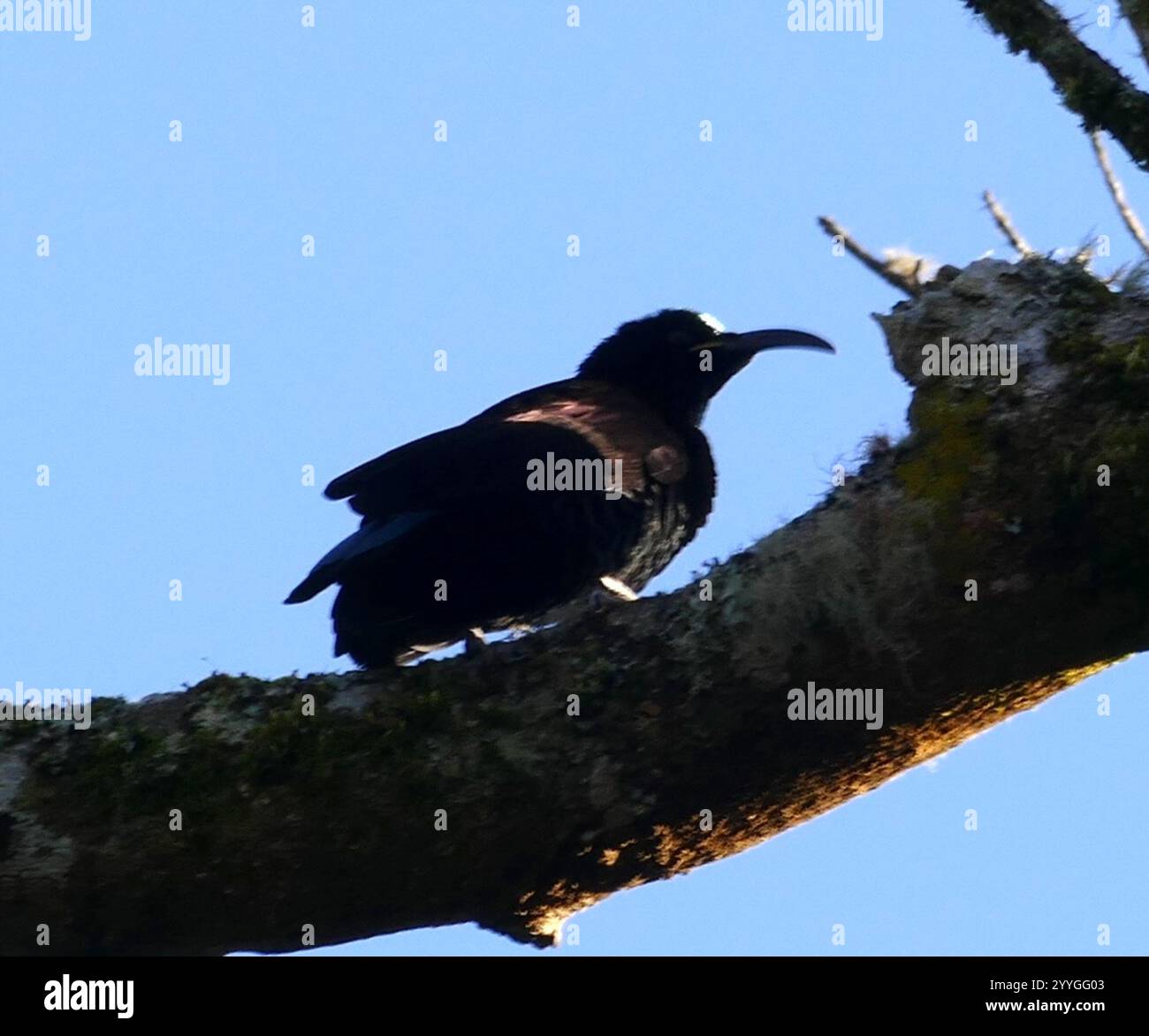 Paradise Riflebird (Ptiloris paradiseus Stock Photo - Alamy