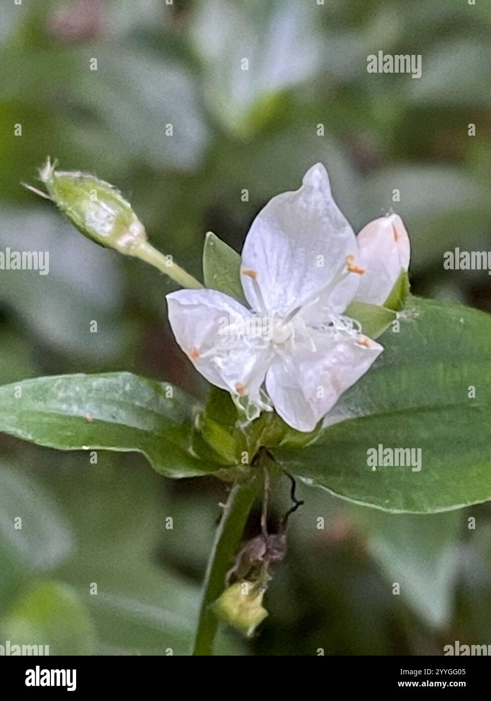 small-leaf spiderwort (Tradescantia fluminensis Stock Photo - Alamy