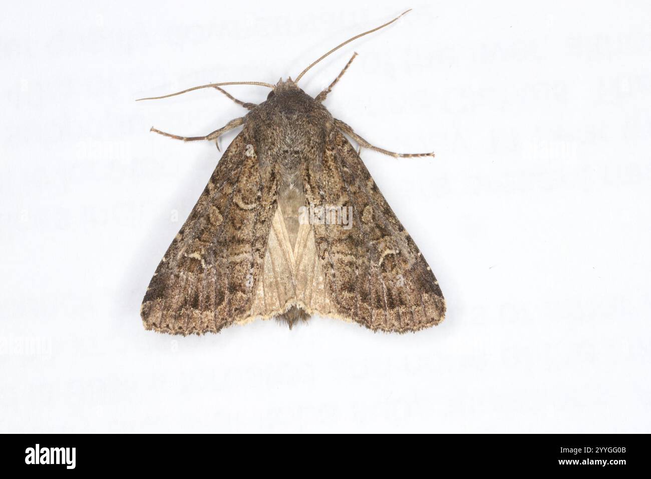 Glassy Cutworm Moth (Apamea devastator Stock Photo - Alamy