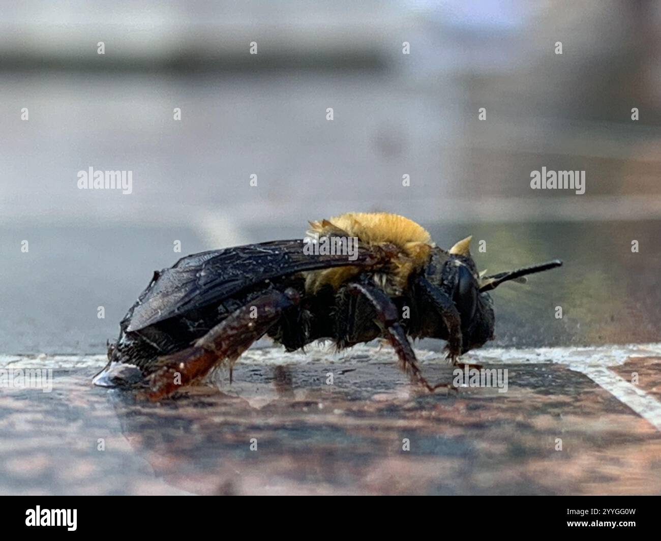 Pruinose Squash Bee (Xenoglossa pruinosa Stock Photo - Alamy