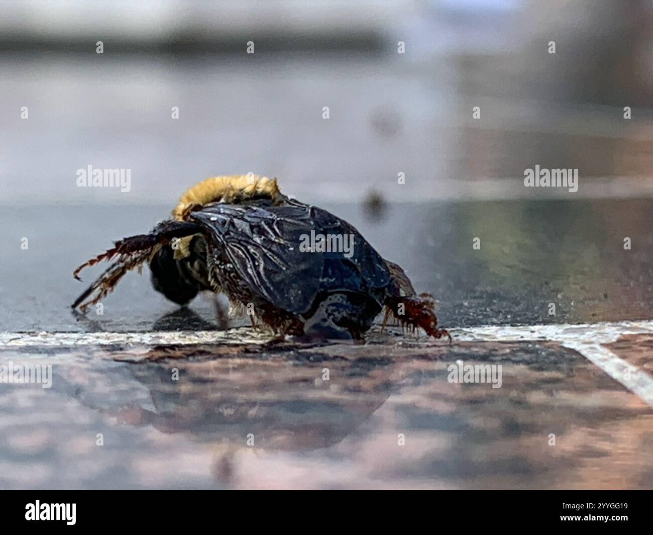 Pruinose Squash Bee (Xenoglossa pruinosa Stock Photo - Alamy