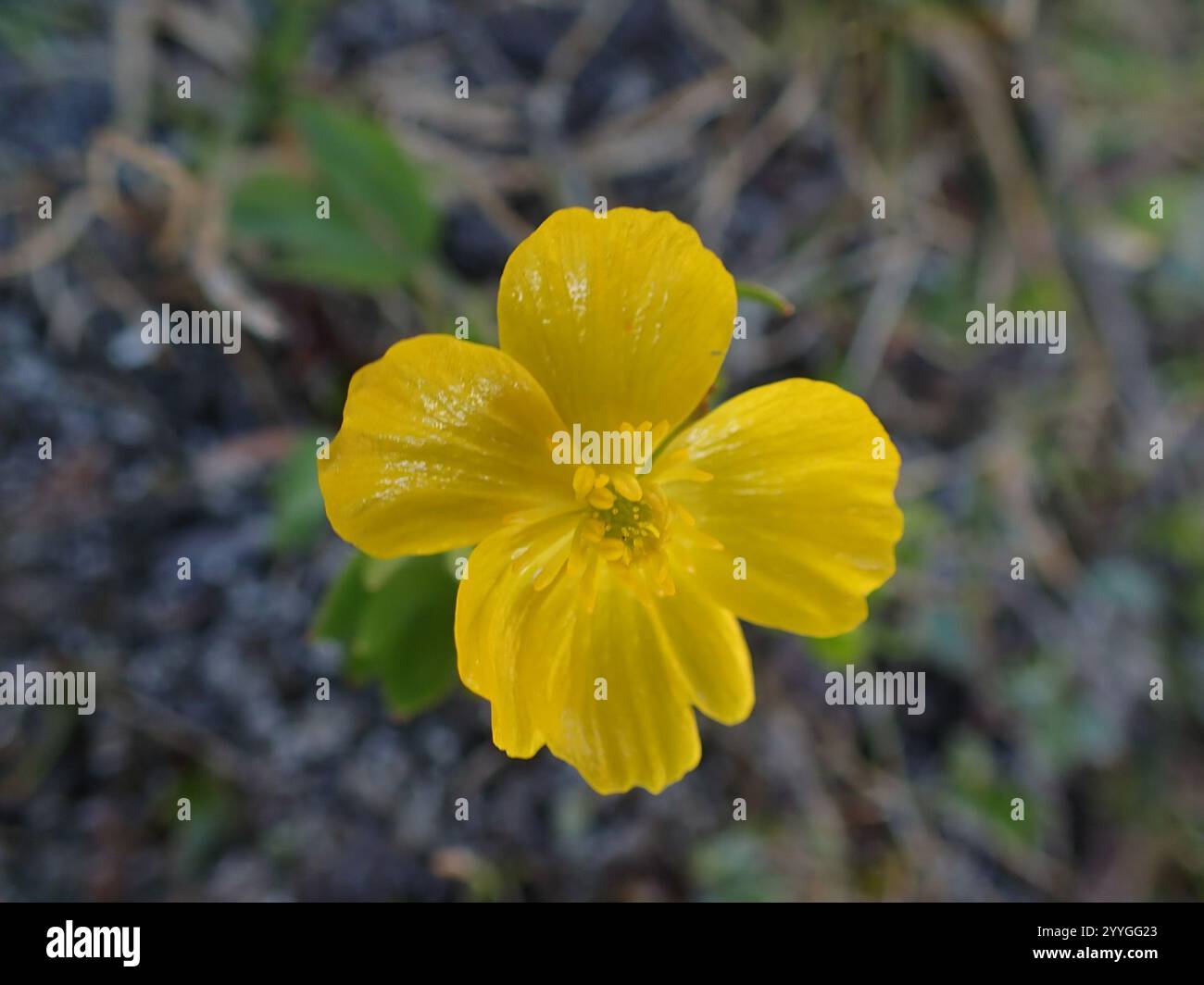 Eschscholtz's Buttercup (Ranunculus eschscholtzii Stock Photo - Alamy