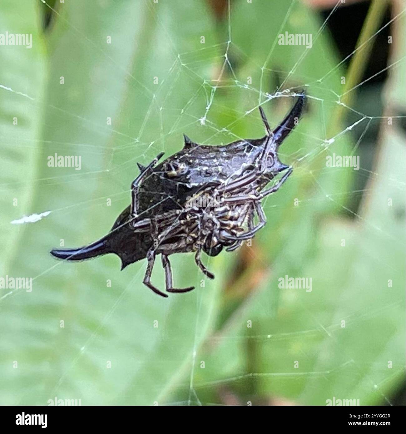 Gasteracantha diardi hi-res stock photography and images - Alamy