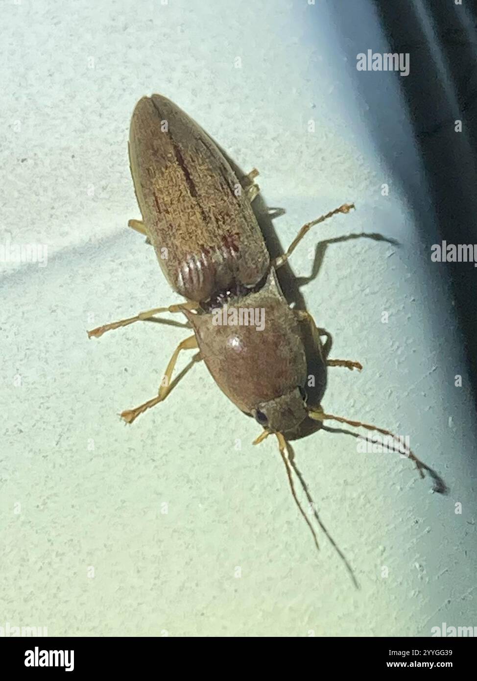 Monocrepidius hi-res stock photography and images - Alamy