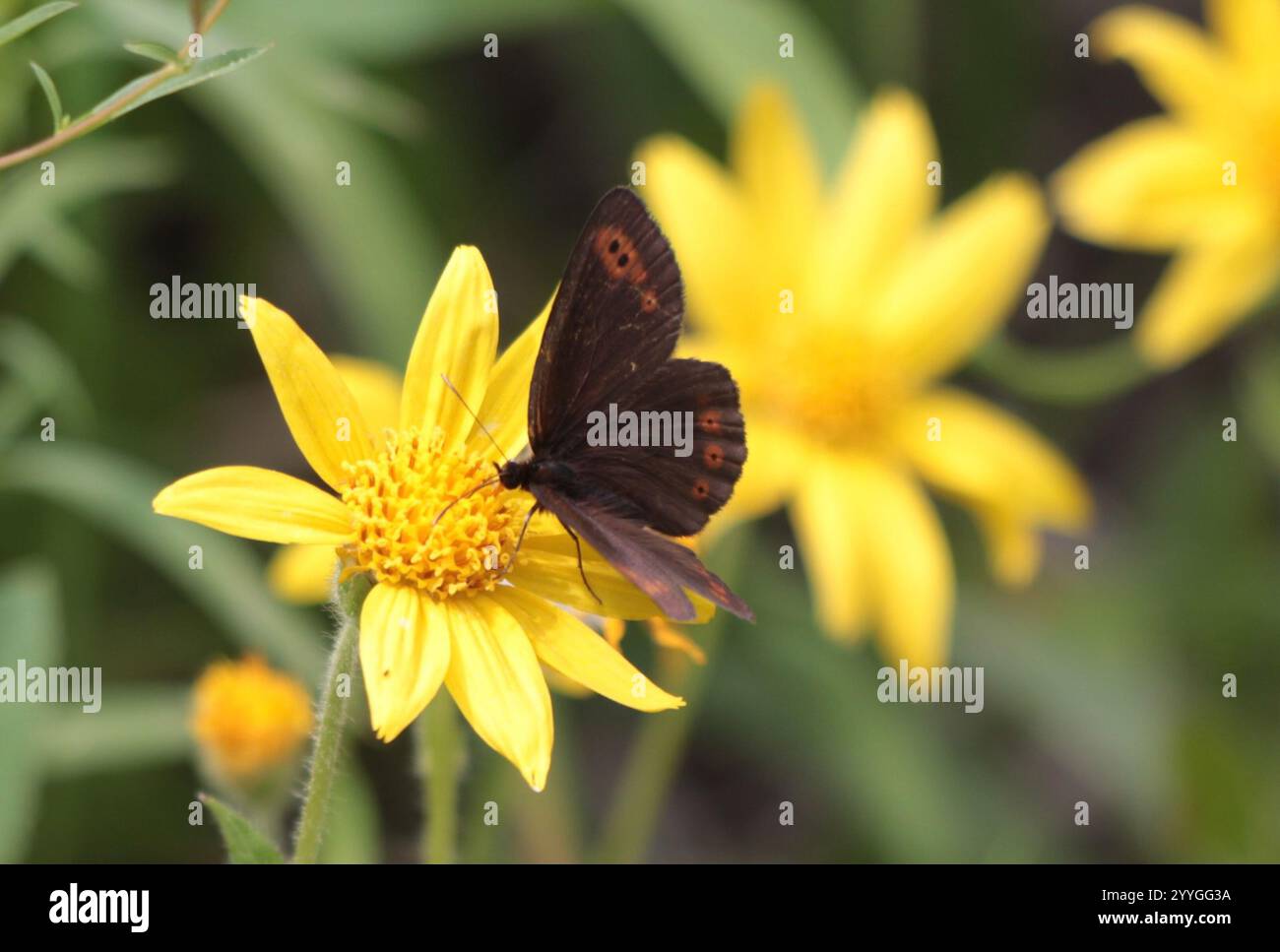 Common Alpine (Erebia epipsodea Stock Photo - Alamy