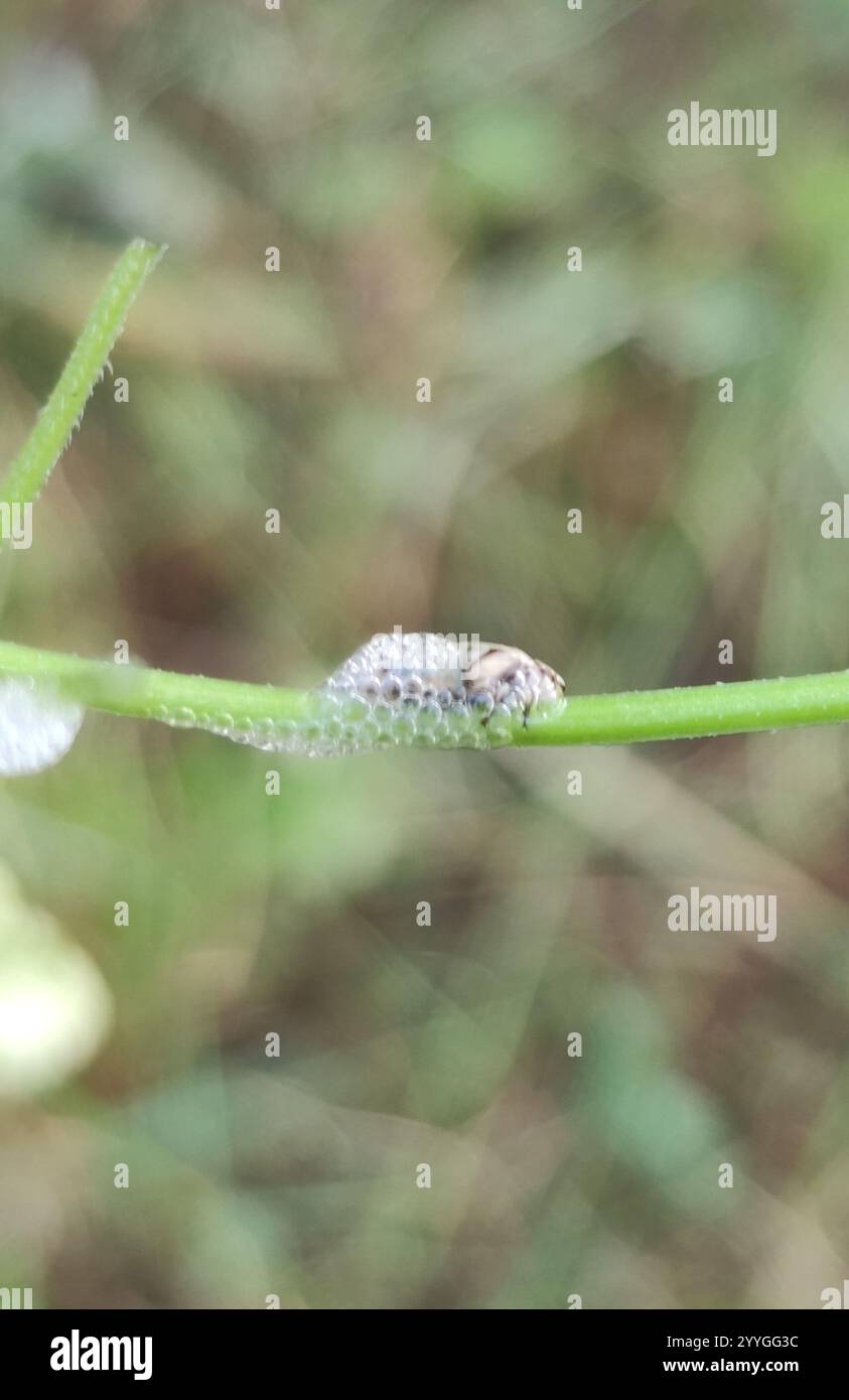 Meadow Spittlebug (Philaenus spumarius Stock Photo - Alamy
