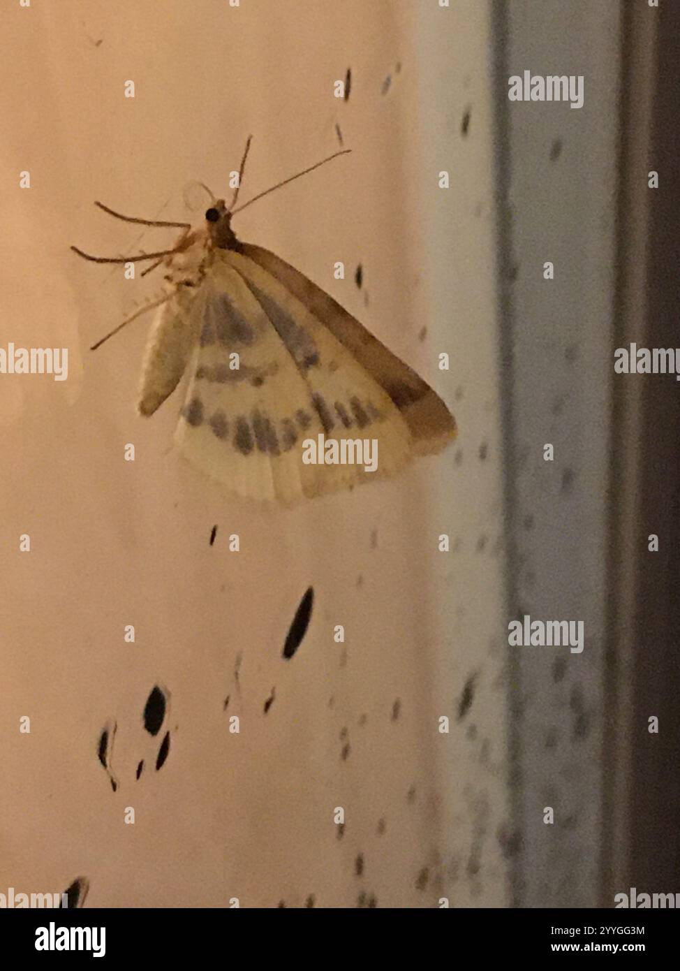 Geometer Moths (Geometridae Stock Photo - Alamy