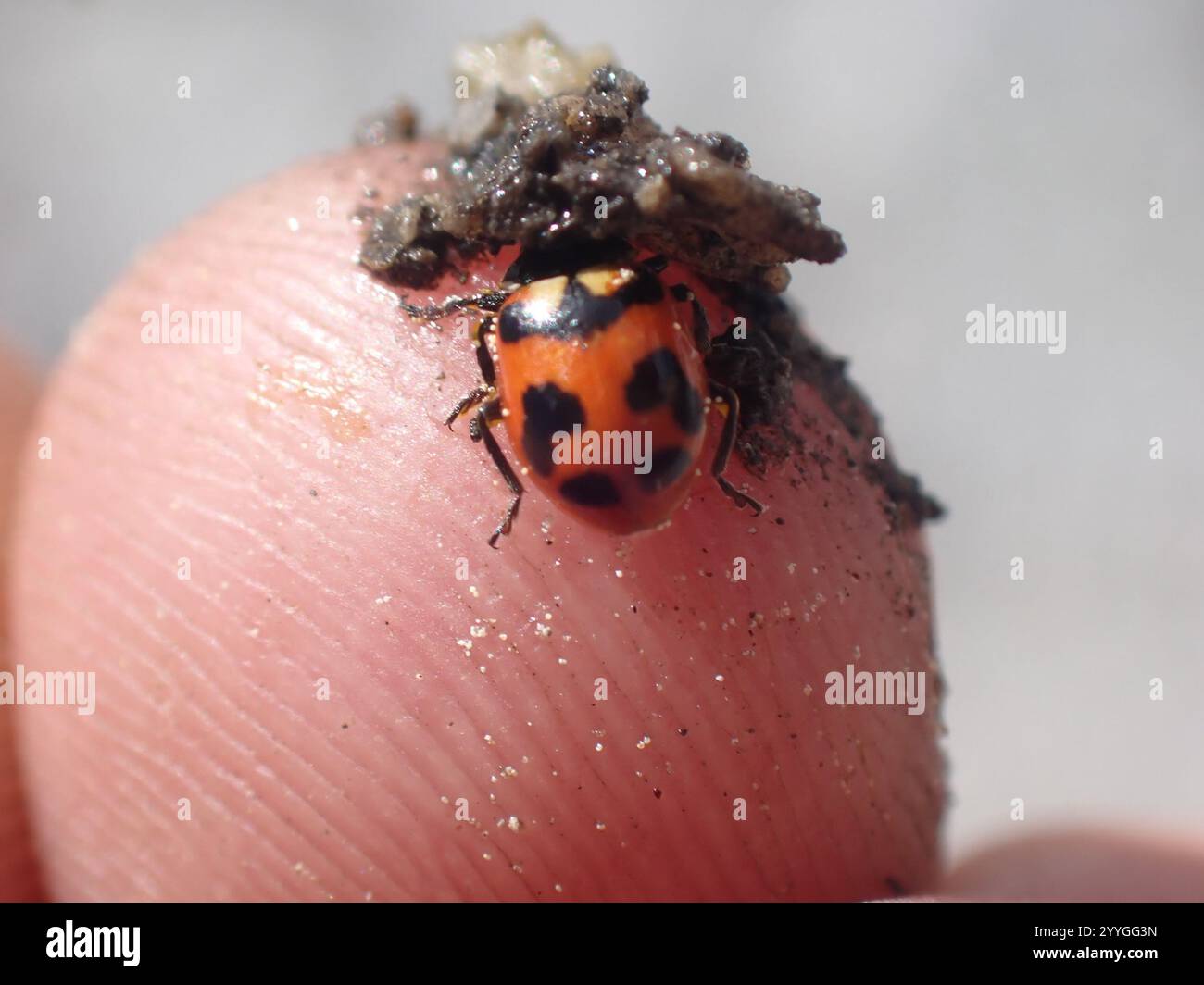 Oregon Lady Beetle (Hippodamia oregonensis Stock Photo - Alamy