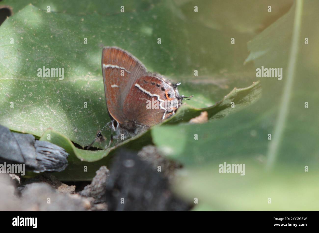 Callophrys spinetorum hi-res stock photography and images - Alamy