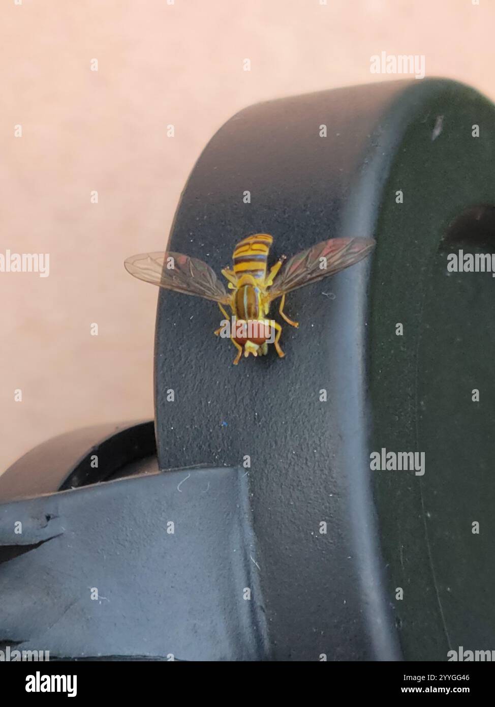 Maize Calligrapher (Toxomerus politus Stock Photo - Alamy