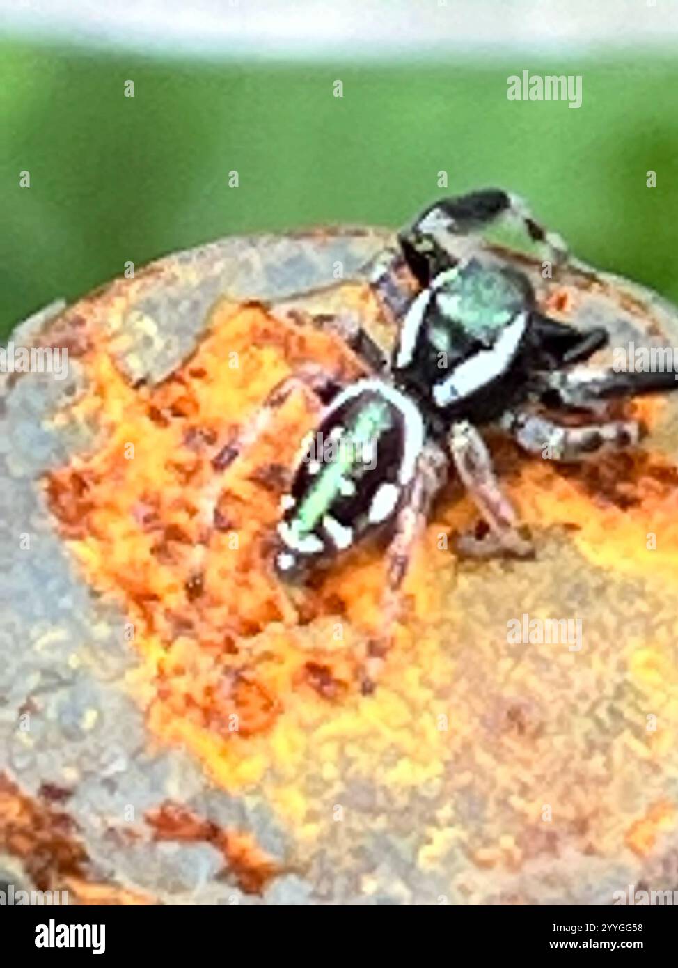 Golden Jumping Spider (Paraphidippus aurantius Stock Photo - Alamy