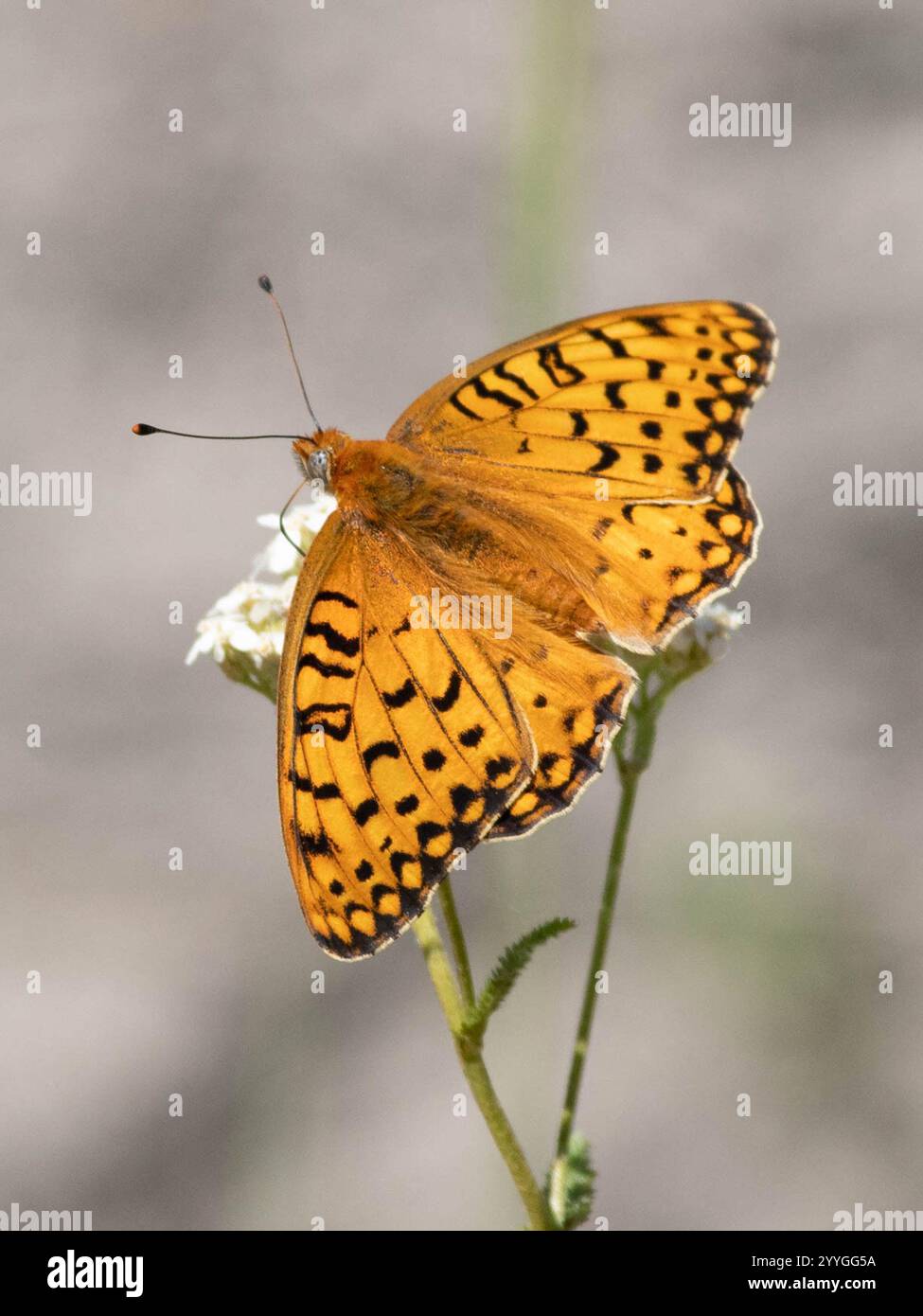 Northwestern fritillary hi-res stock photography and images - Alamy