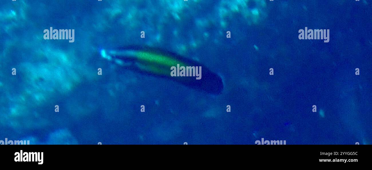 Southern Tubelip (Labropsis australis Stock Photo - Alamy