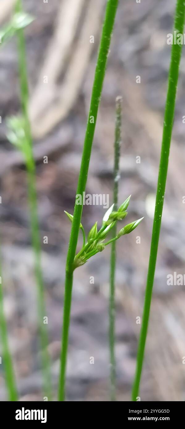 Thread Rush (Juncus filiformis Stock Photo - Alamy