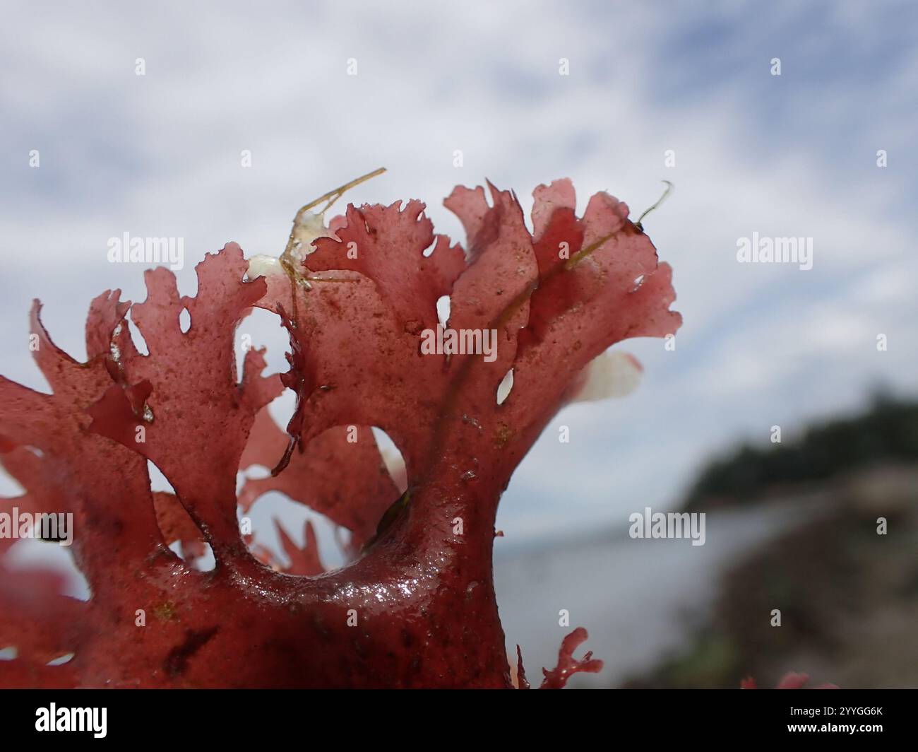 red algae (Rhodophyta Stock Photo - Alamy