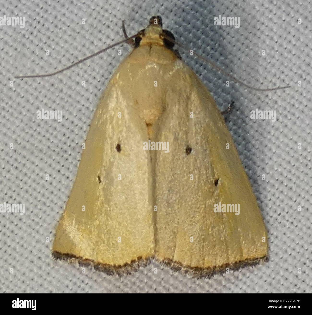 Black-bordered Lemon Moth (Marimatha nigrofimbria Stock Photo - Alamy