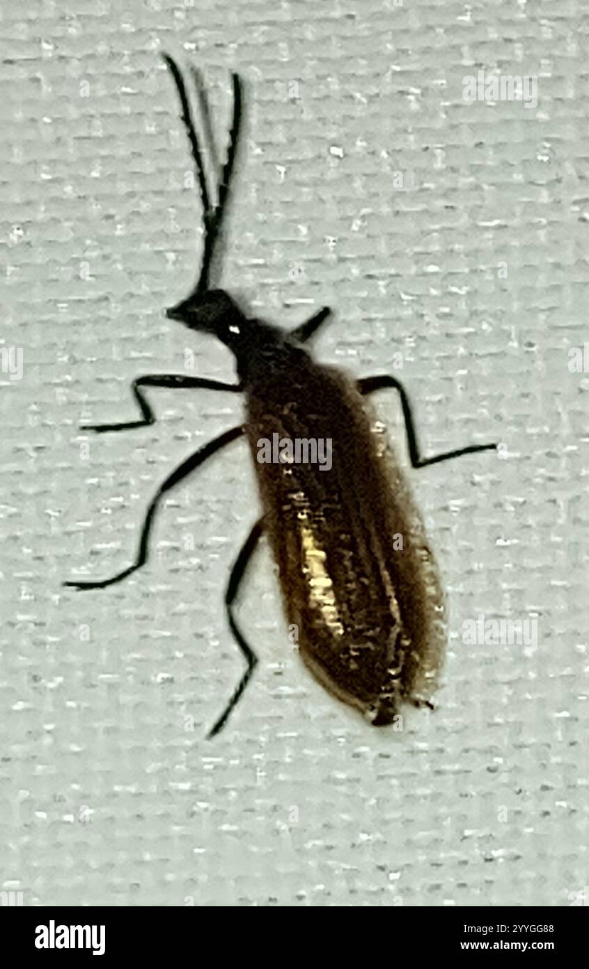 Rough-haired Lagria Beetle (Lagria hirta Stock Photo - Alamy