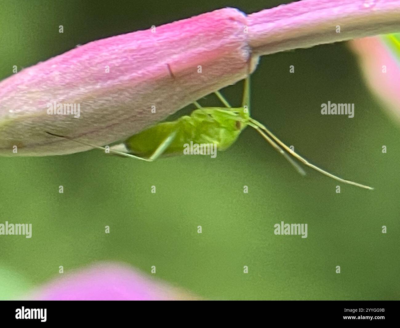 True Bugs (Heteroptera Stock Photo - Alamy