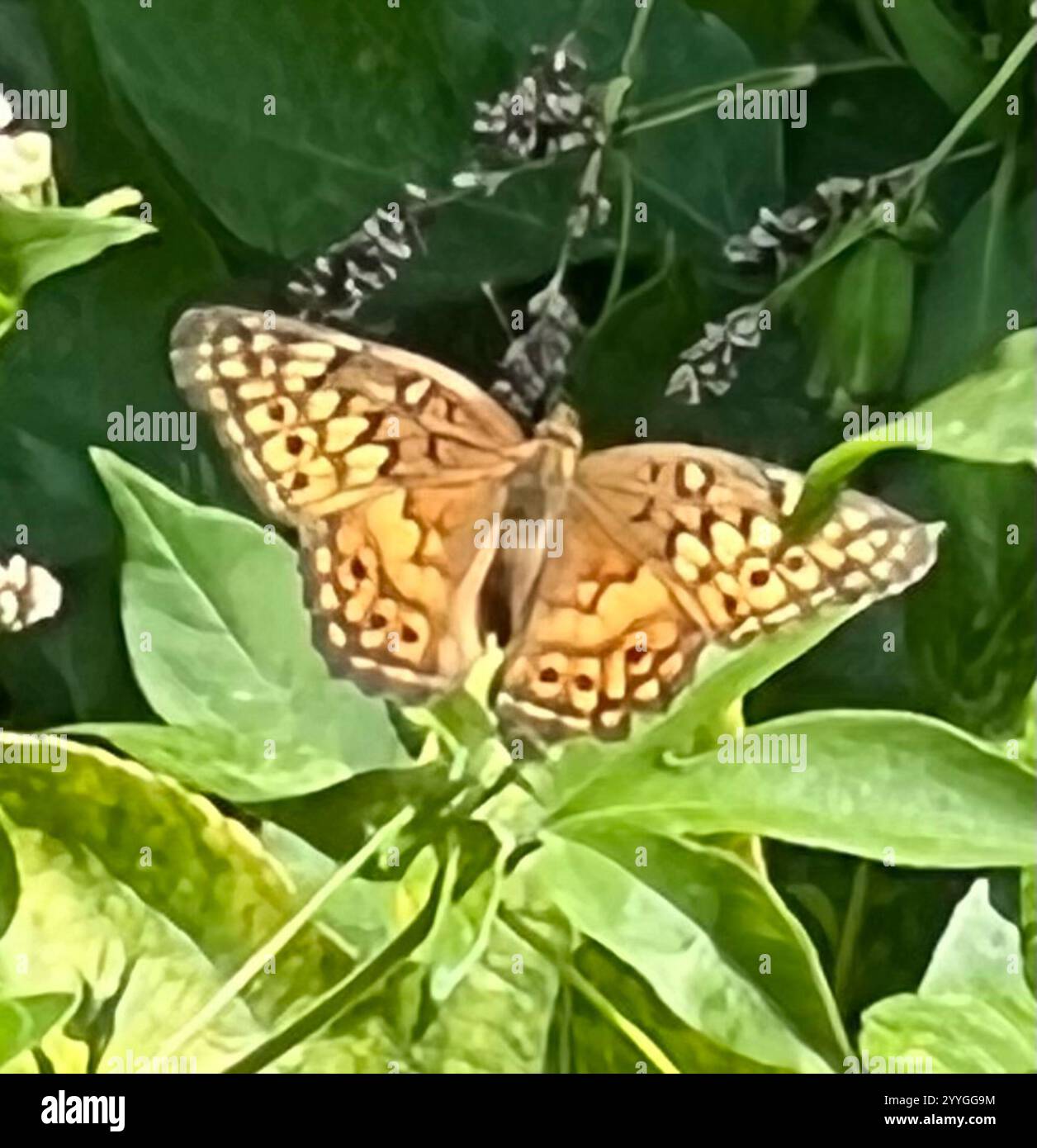 Variegated Fritillary (Euptoieta claudia Stock Photo - Alamy
