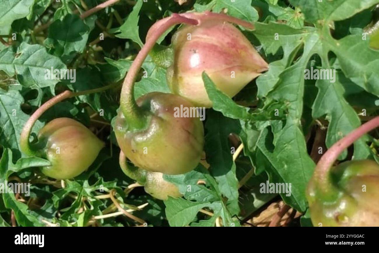Alamo vine (Distimake dissectus Stock Photo - Alamy