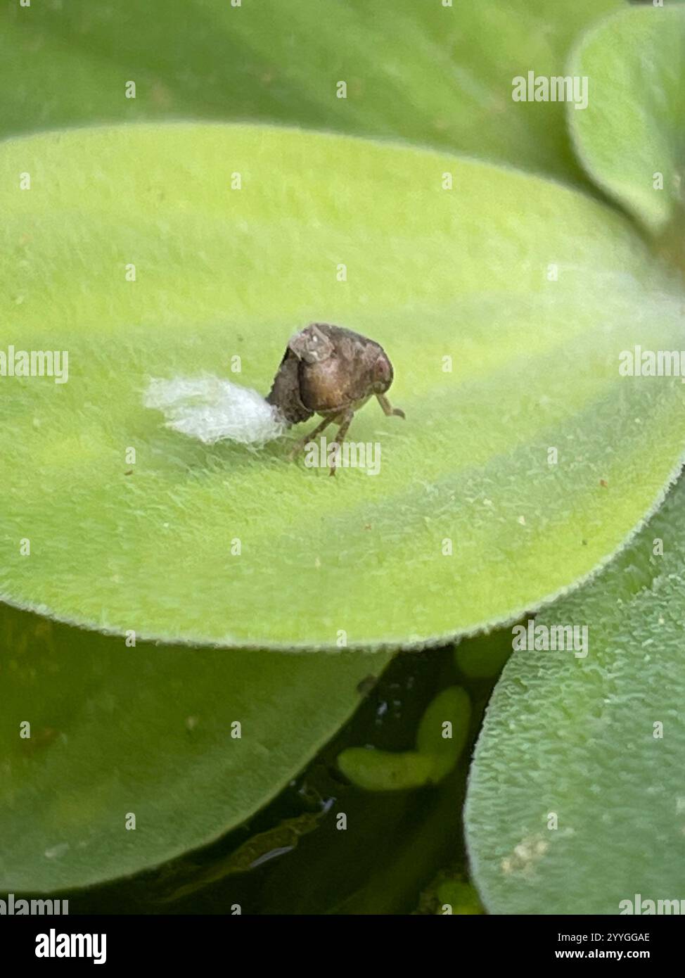 Two-striped Planthopper (Acanalonia bivittata Stock Photo - Alamy