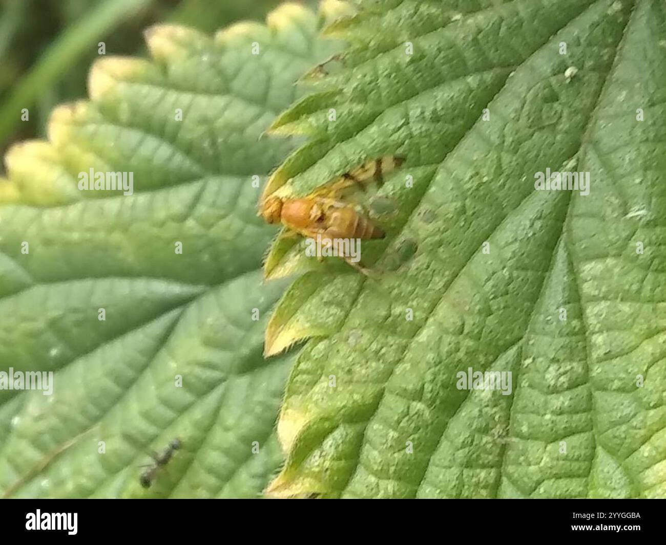 Rose Hip Fly (Rhagoletis alternata Stock Photo - Alamy