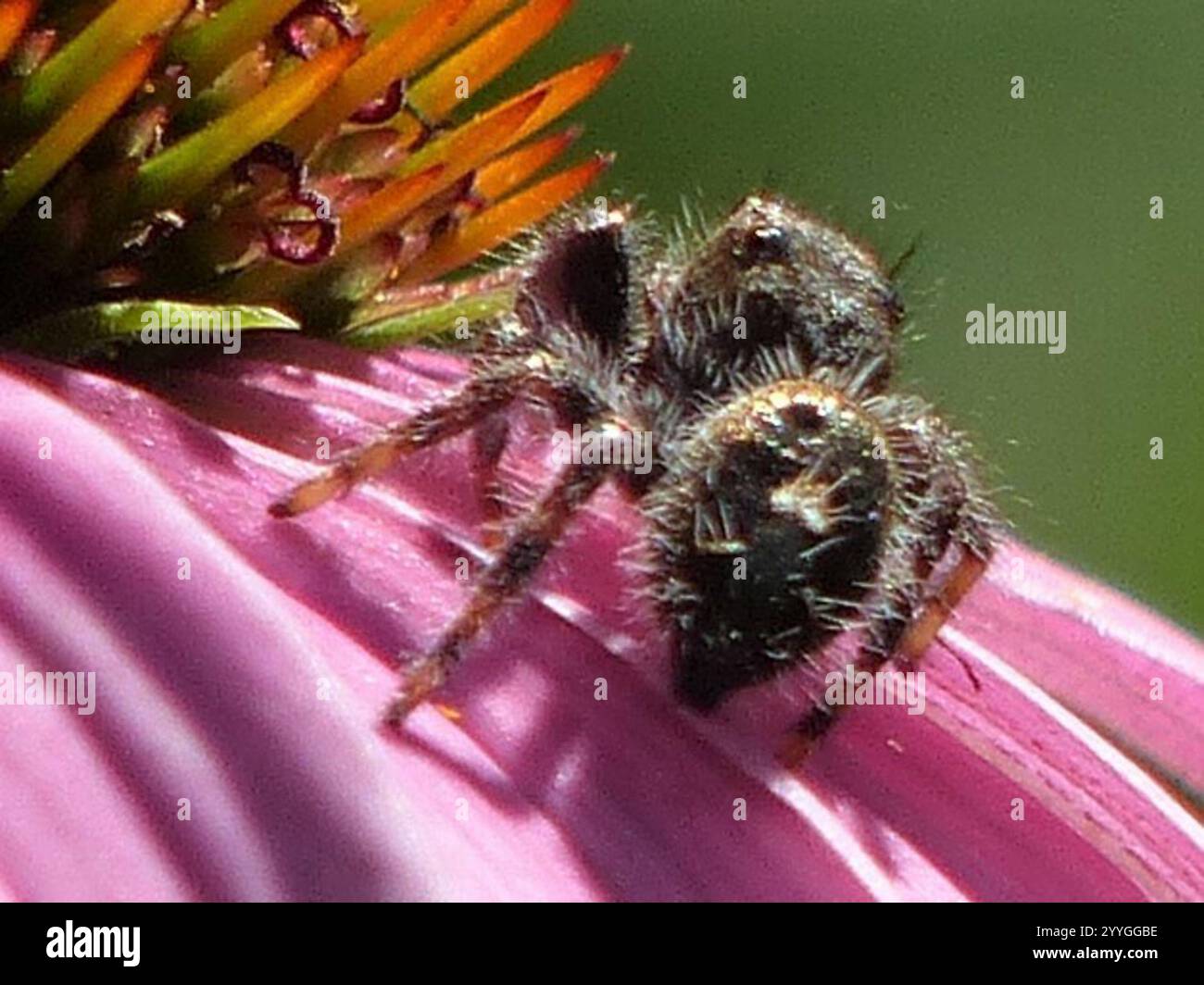 Bold Jumping Spider (Phidippus audax Stock Photo - Alamy