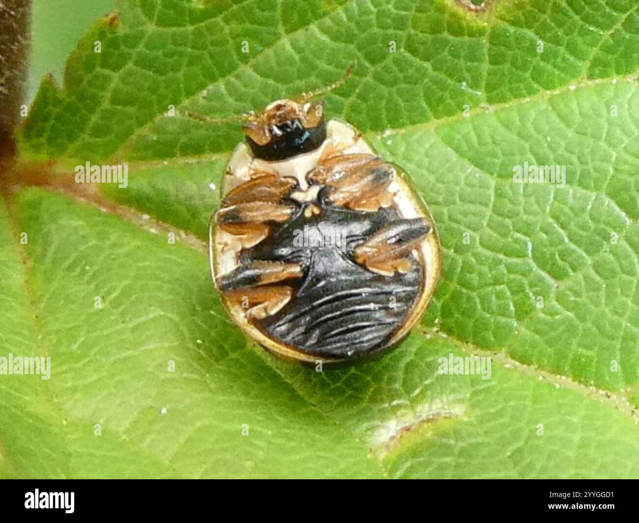 Fourteen-spotted Lady Beetle (Propylea quatuordecimpunctata Stock Photo ...