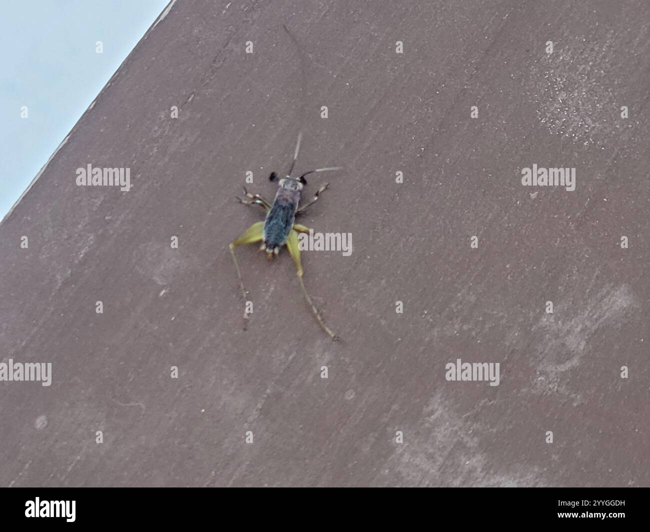 Red-headed Bush Cricket (Phyllopalpus pulchellus Stock Photo - Alamy