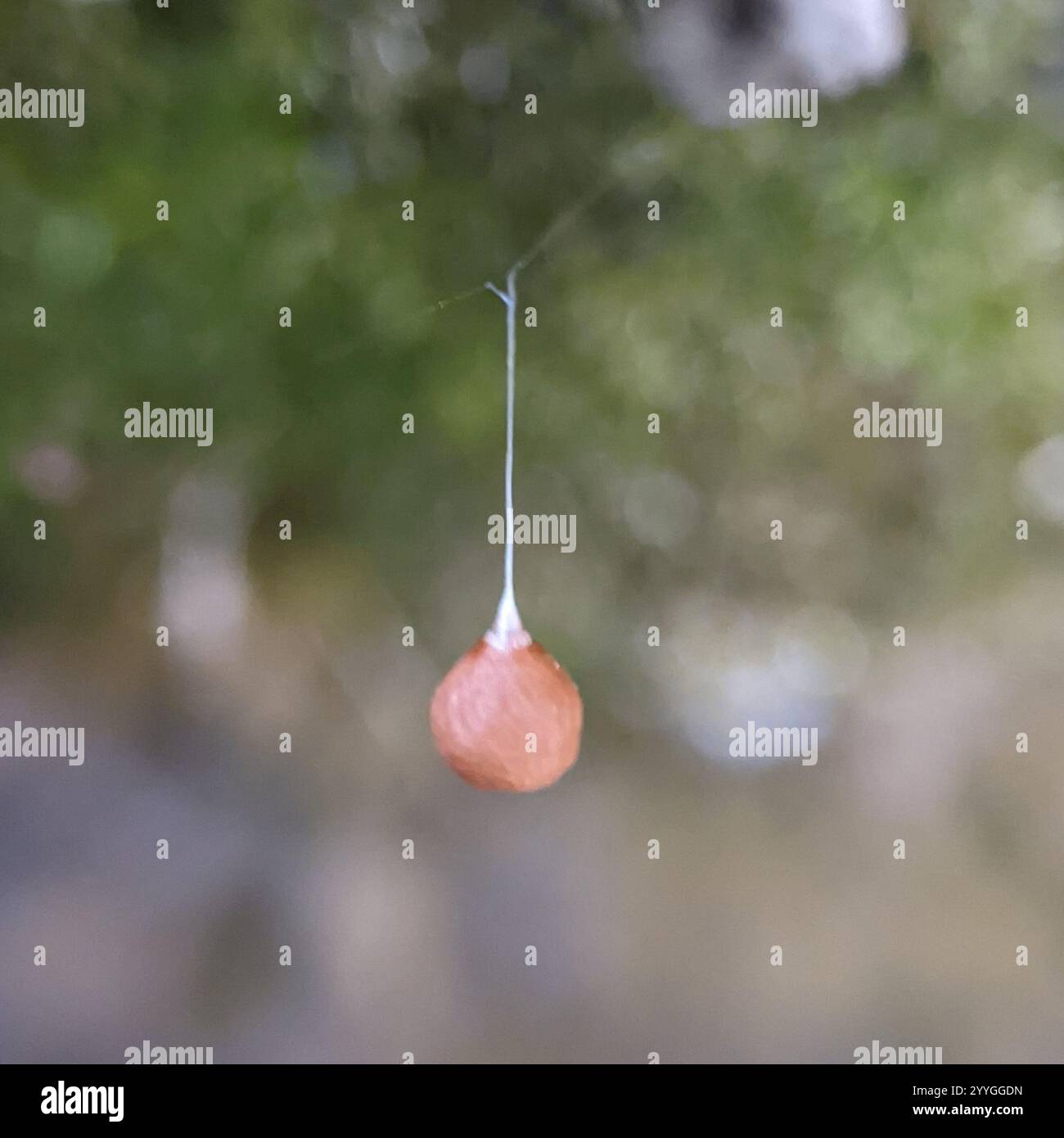 Ray spiders hi-res stock photography and images - Alamy