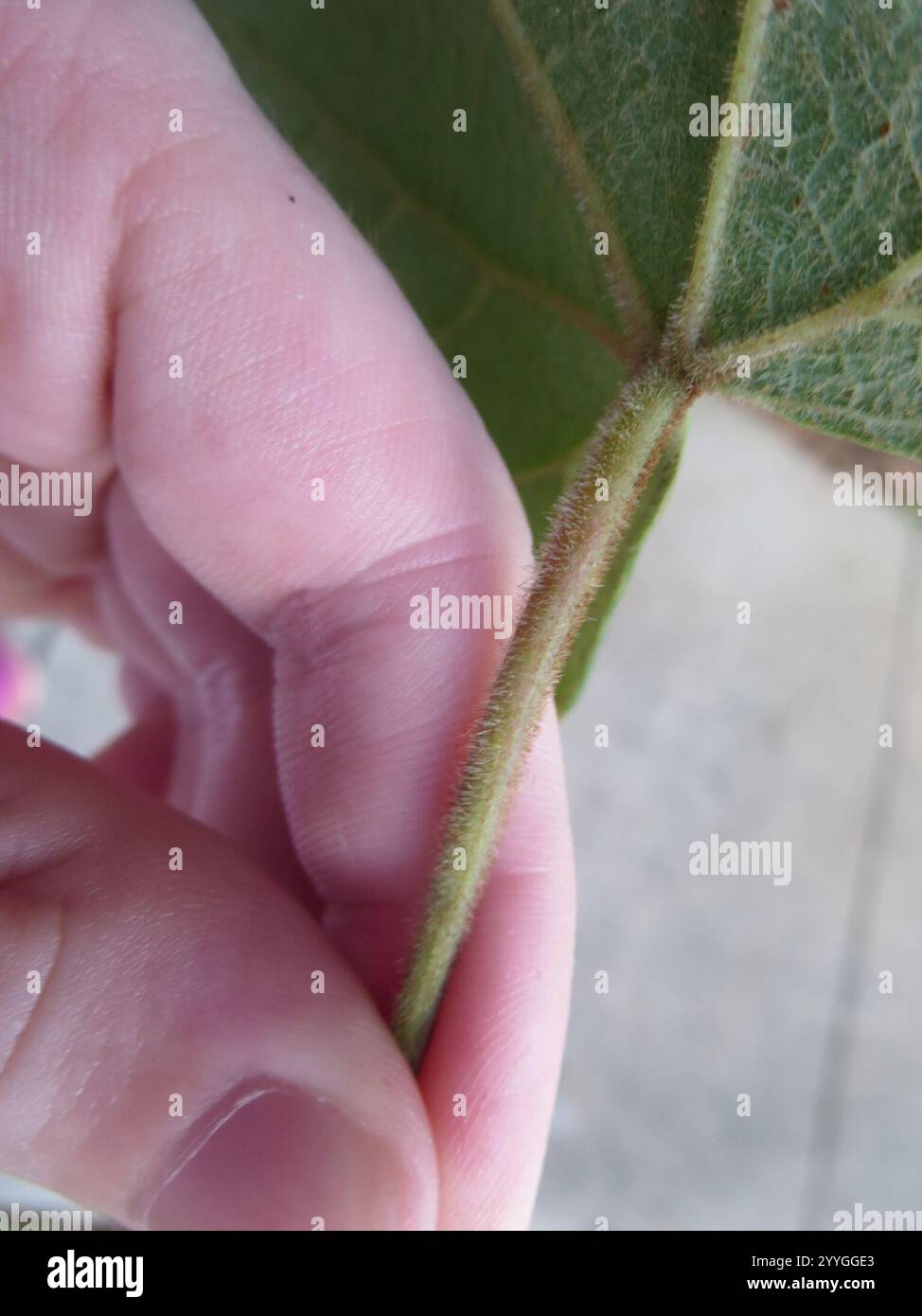 graybark grape (Vitis cinerea Stock Photo - Alamy