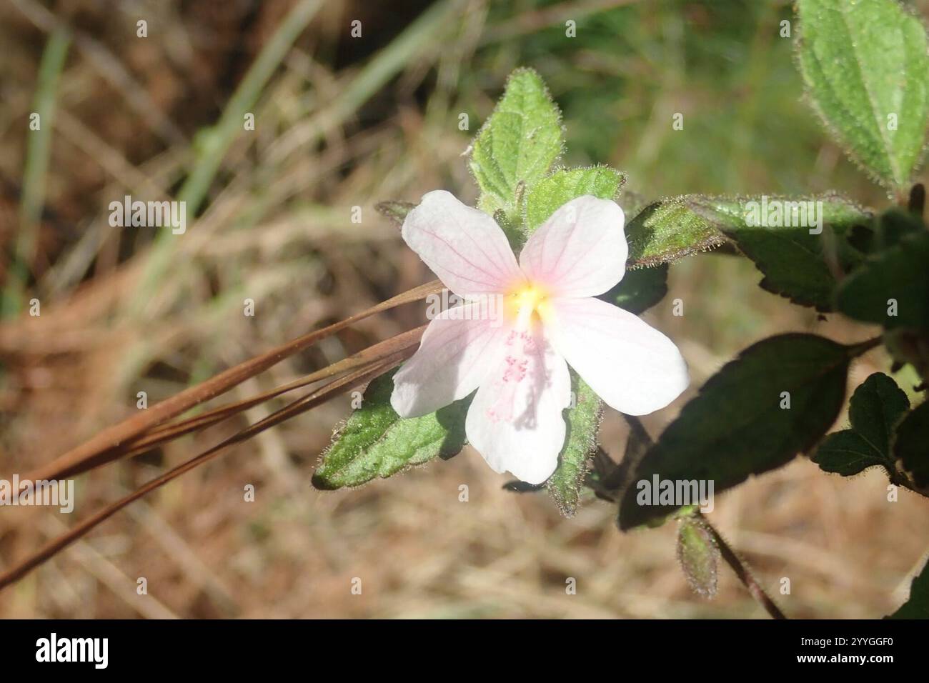 Pink Swampmallow (Pavonia columella Stock Photo - Alamy