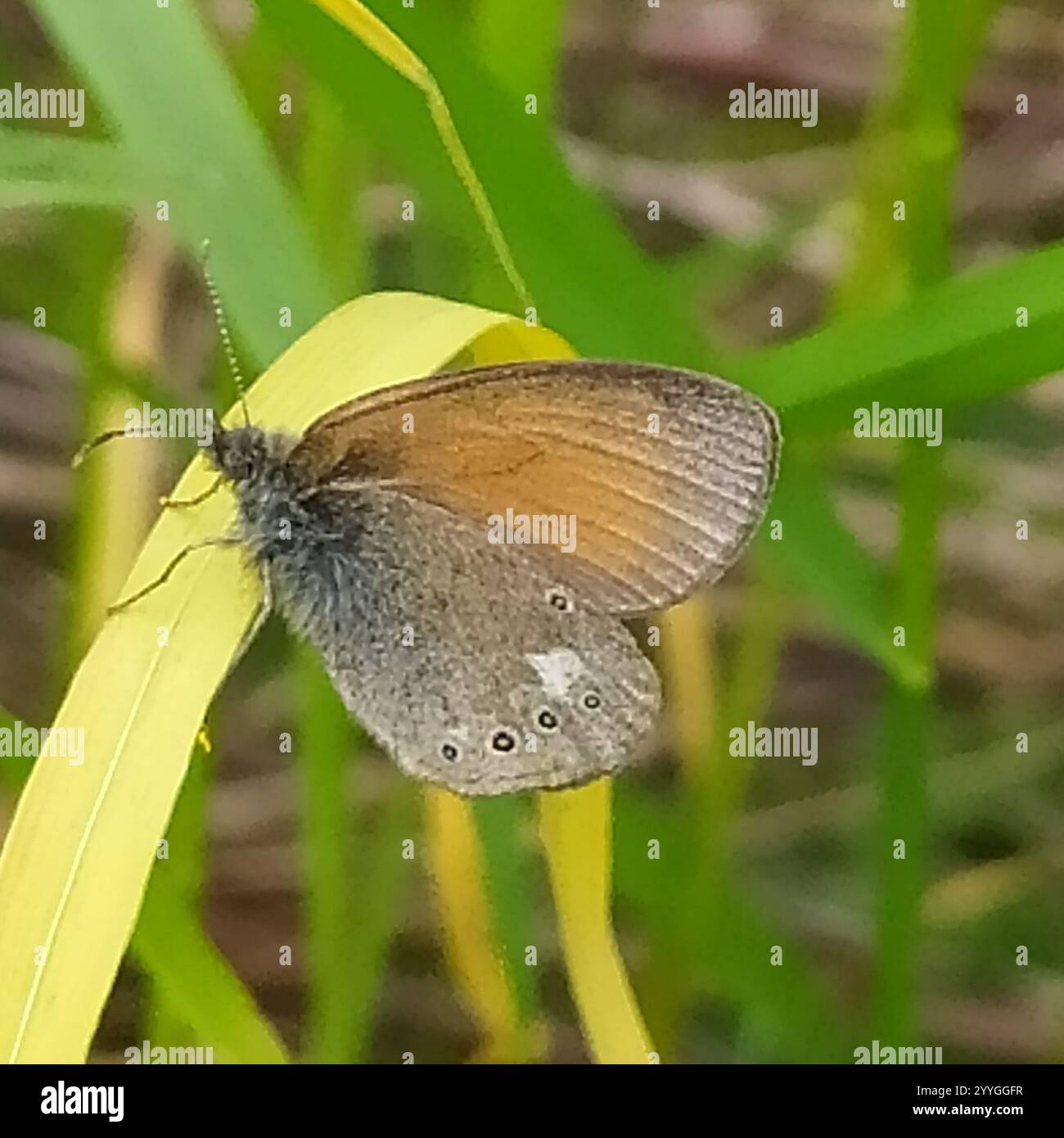 Chestnut Heath (Coenonympha glycerion Stock Photo - Alamy