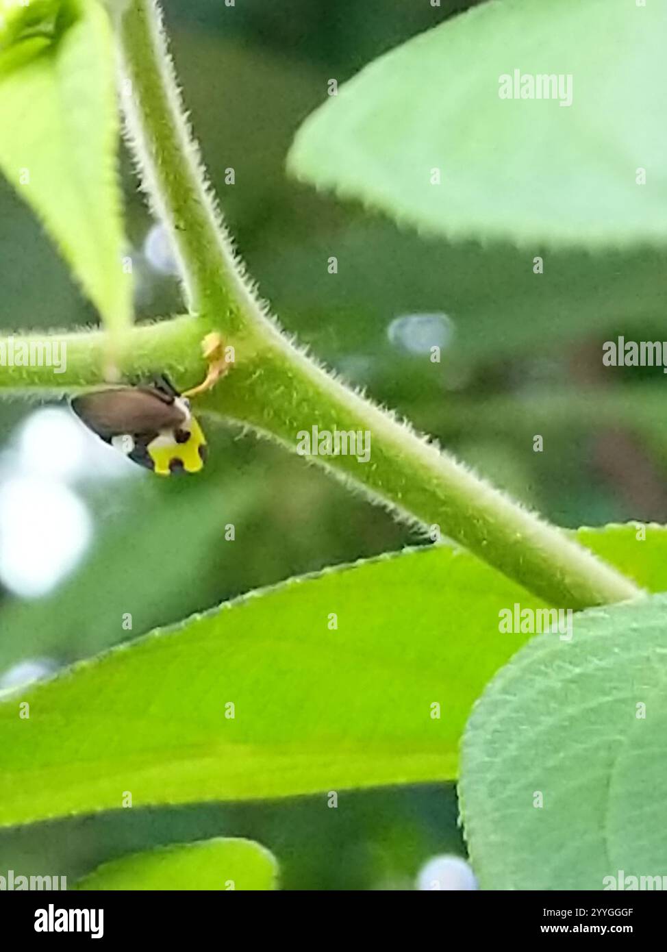 Mexican Treehopper (Membracis mexicana Stock Photo - Alamy
