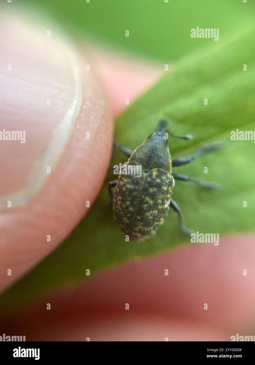 Turbine Cylindrical Weevil (Larinus turbinatus Stock Photo - Alamy