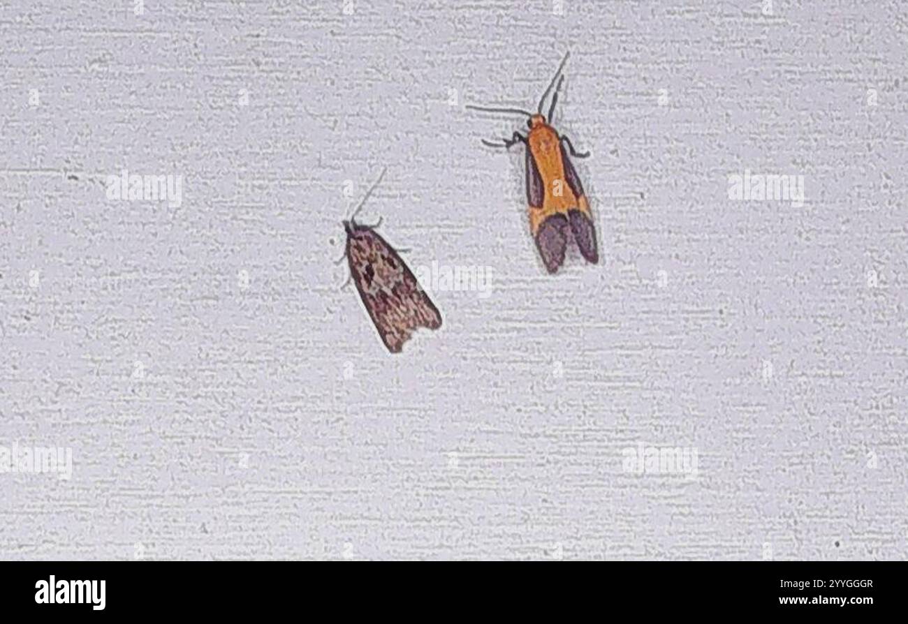 Pictured Lichen Moth (Cisthene picta Stock Photo - Alamy