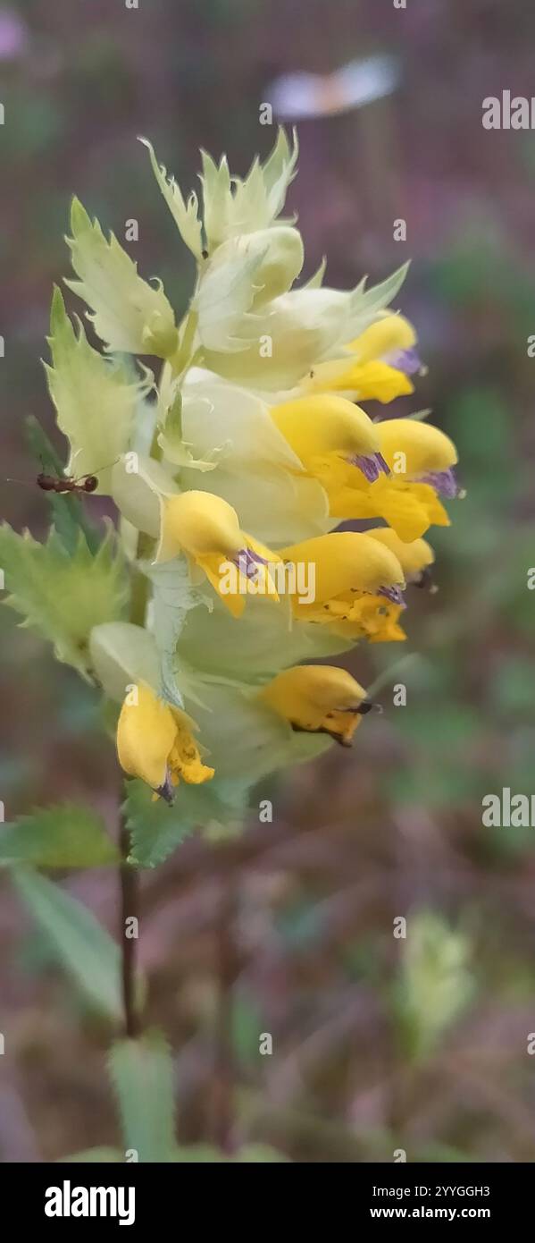 Greater Yellow-rattle (Rhinanthus serotinus Stock Photo - Alamy