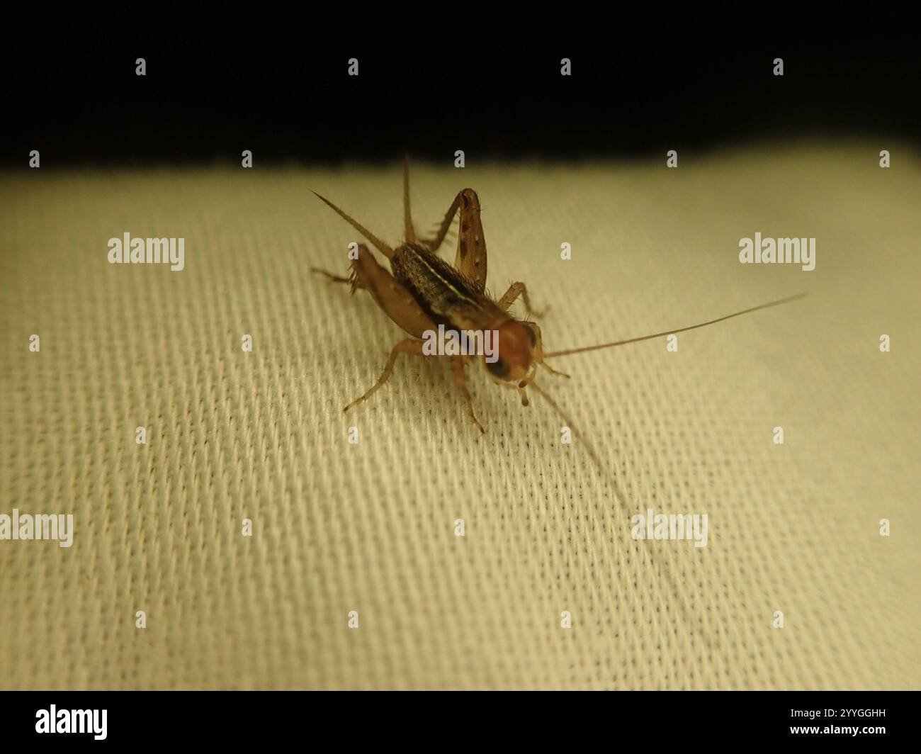 Striped Ground Cricket (Allonemobius fasciatus Stock Photo - Alamy