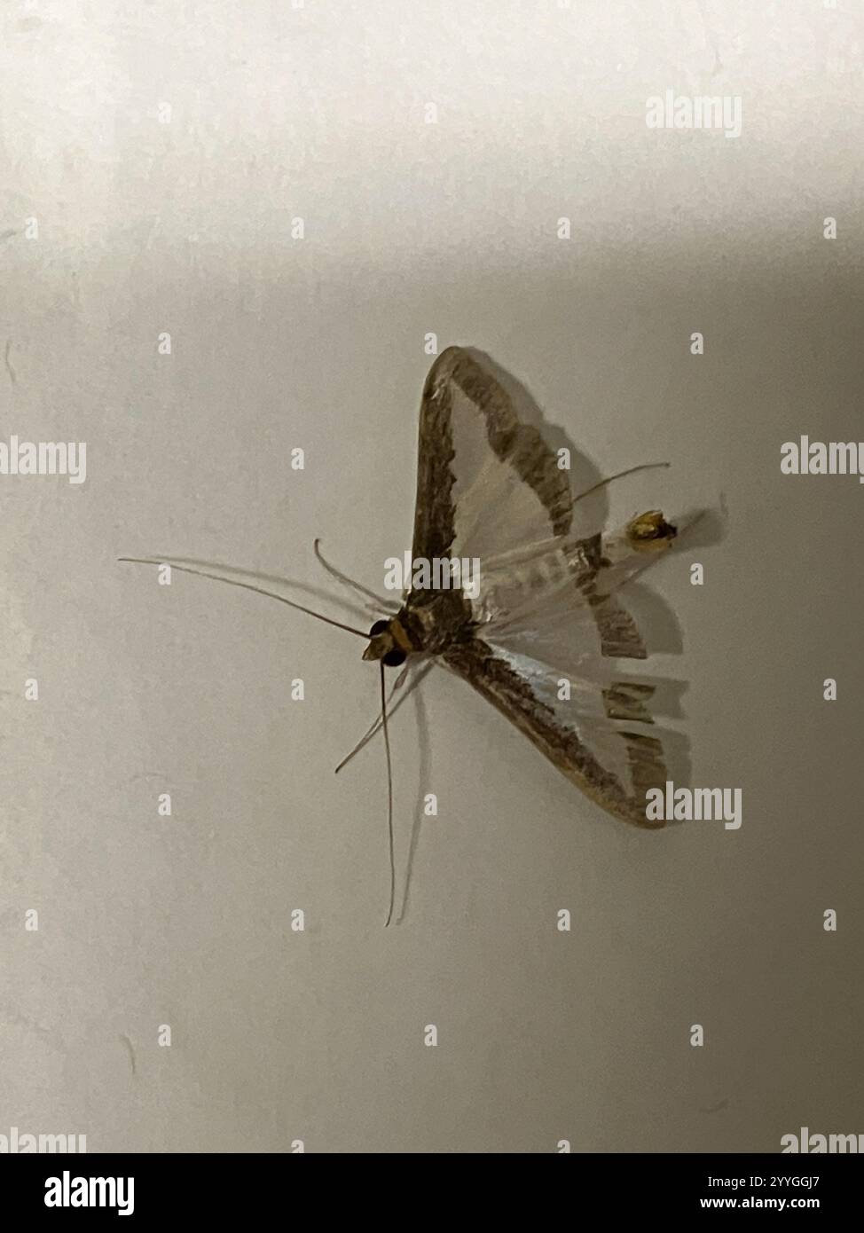 Cucumber Moth (Diaphania indica Stock Photo - Alamy