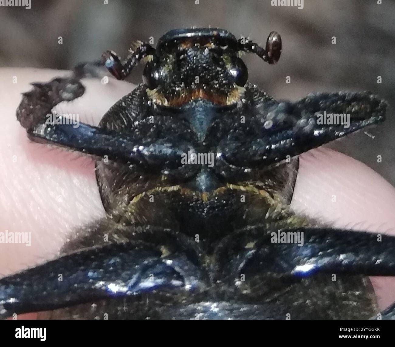 Typical Hermit Beetles (Osmoderma Stock Photo - Alamy